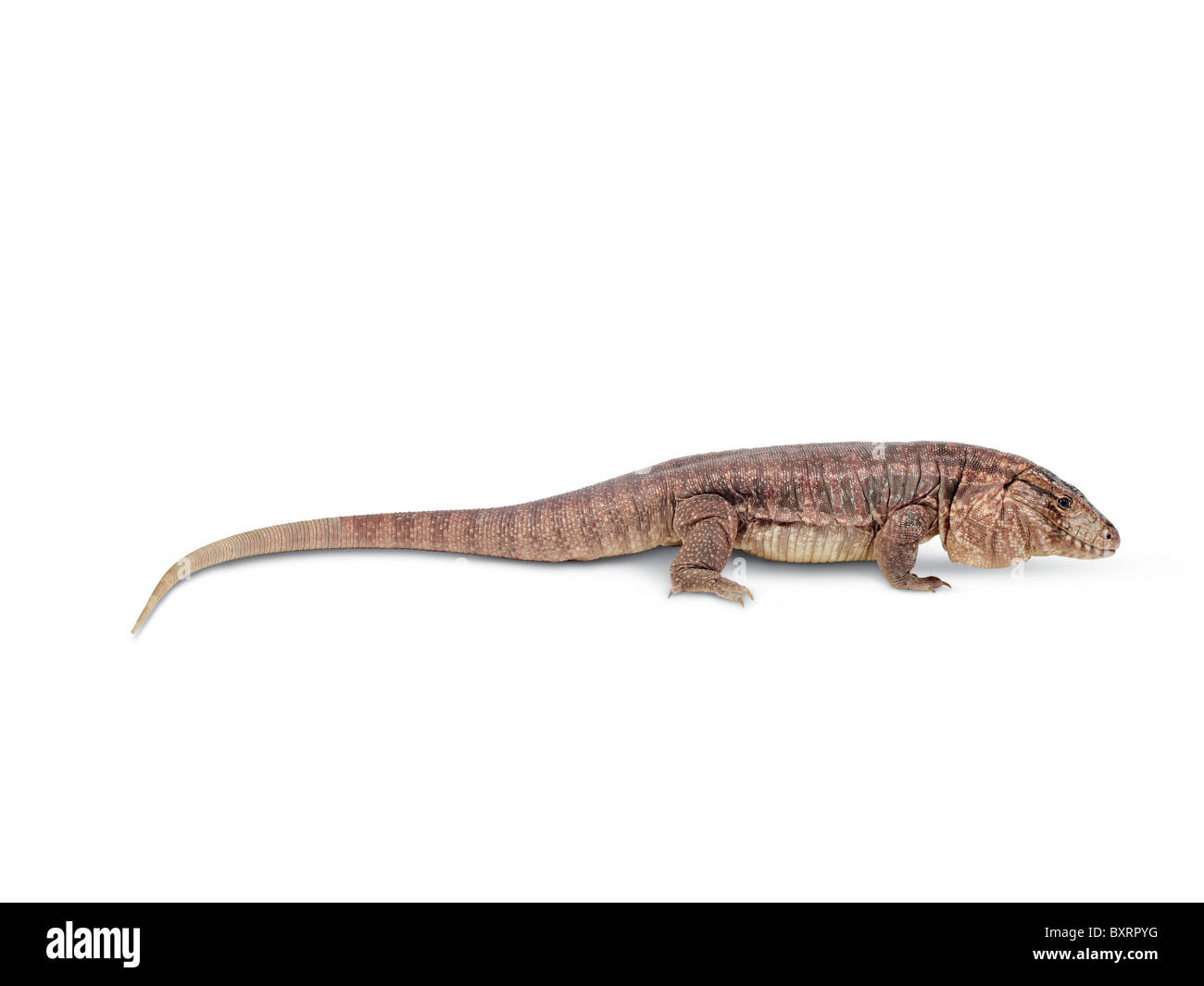 Red tegu Tupinambis rufescens Stock Photo - Alamy