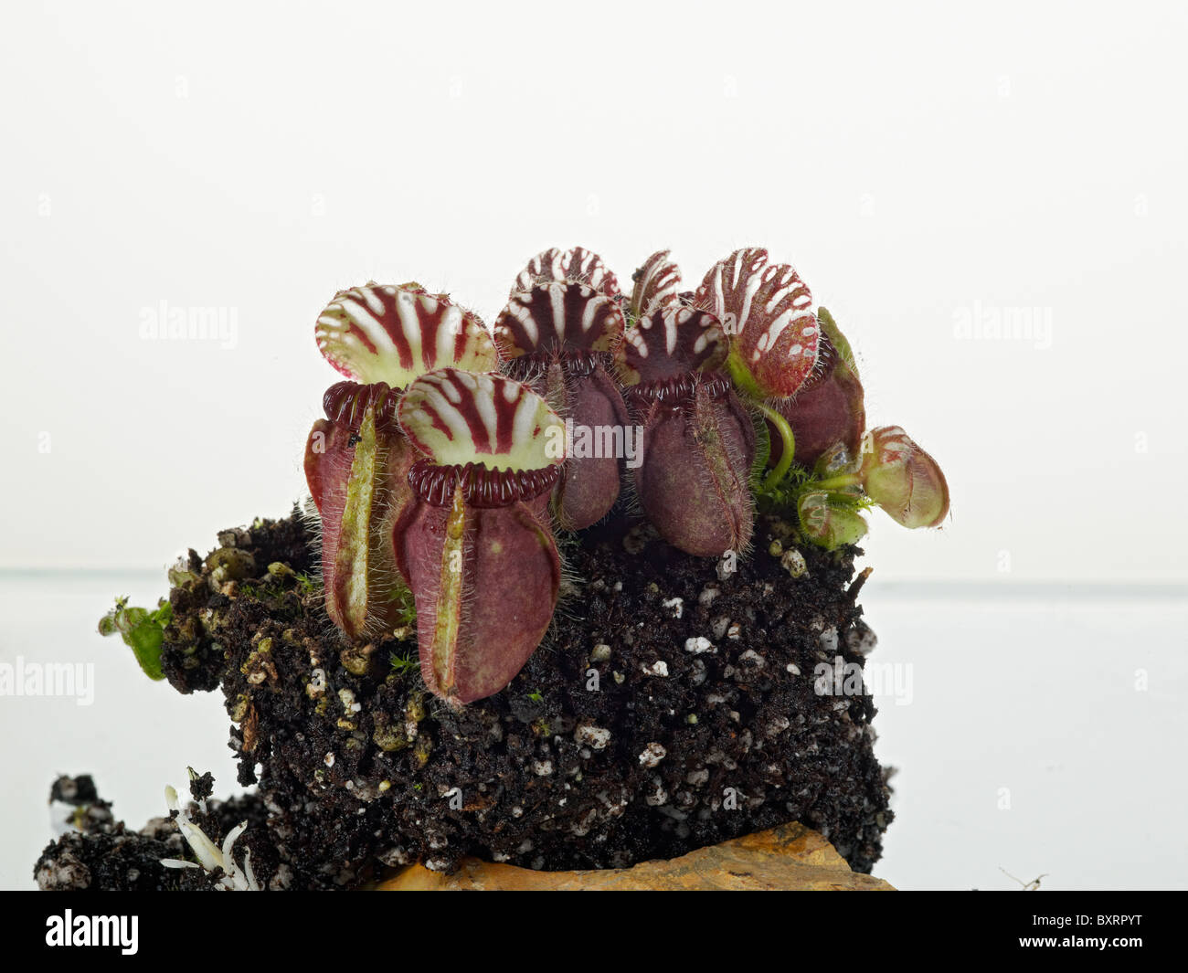 Cephalotus hi-res stock photography and images - Alamy