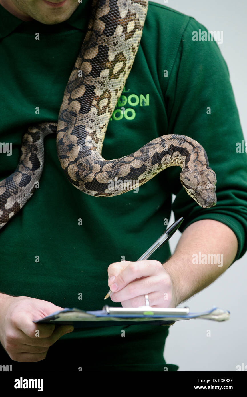 Snake london zoo hi-res stock photography and images - Alamy