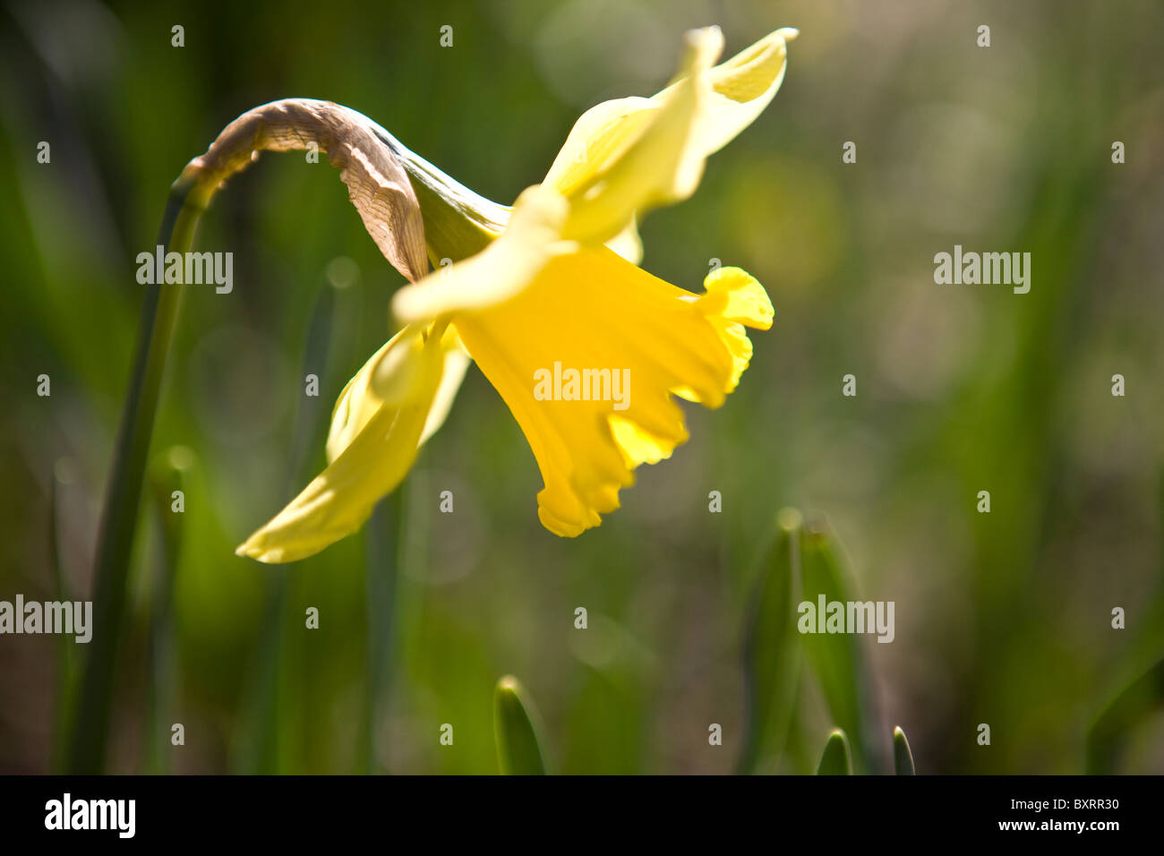 A yellow daffodil, side view Stock Photo - Alamy