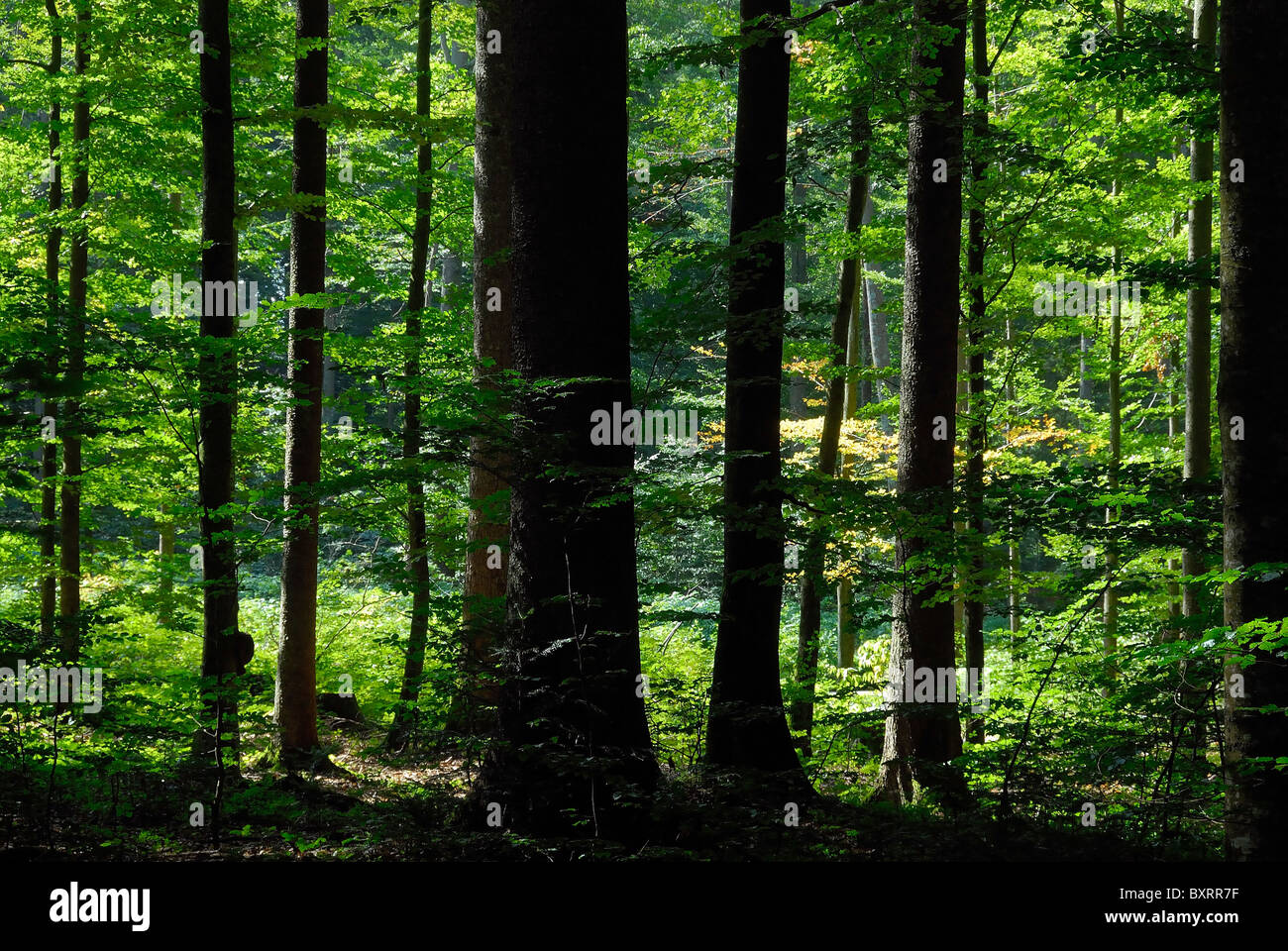 Bavarian Forest National Park, Bavaria, Germany, Europe Stock Photo - Alamy