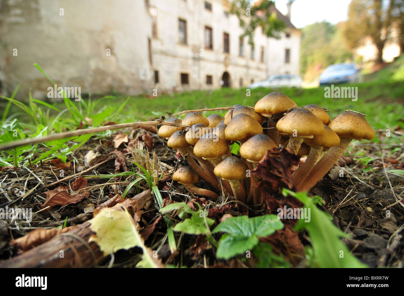 Funguses hi-res stock photography and images - Alamy