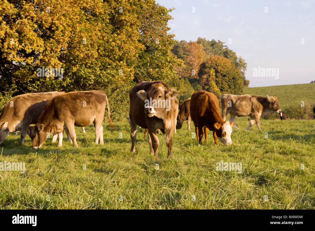 Vermont, Shelburne, Shelburne Farms, Brown Swiss cow dairy herd grazing ...
