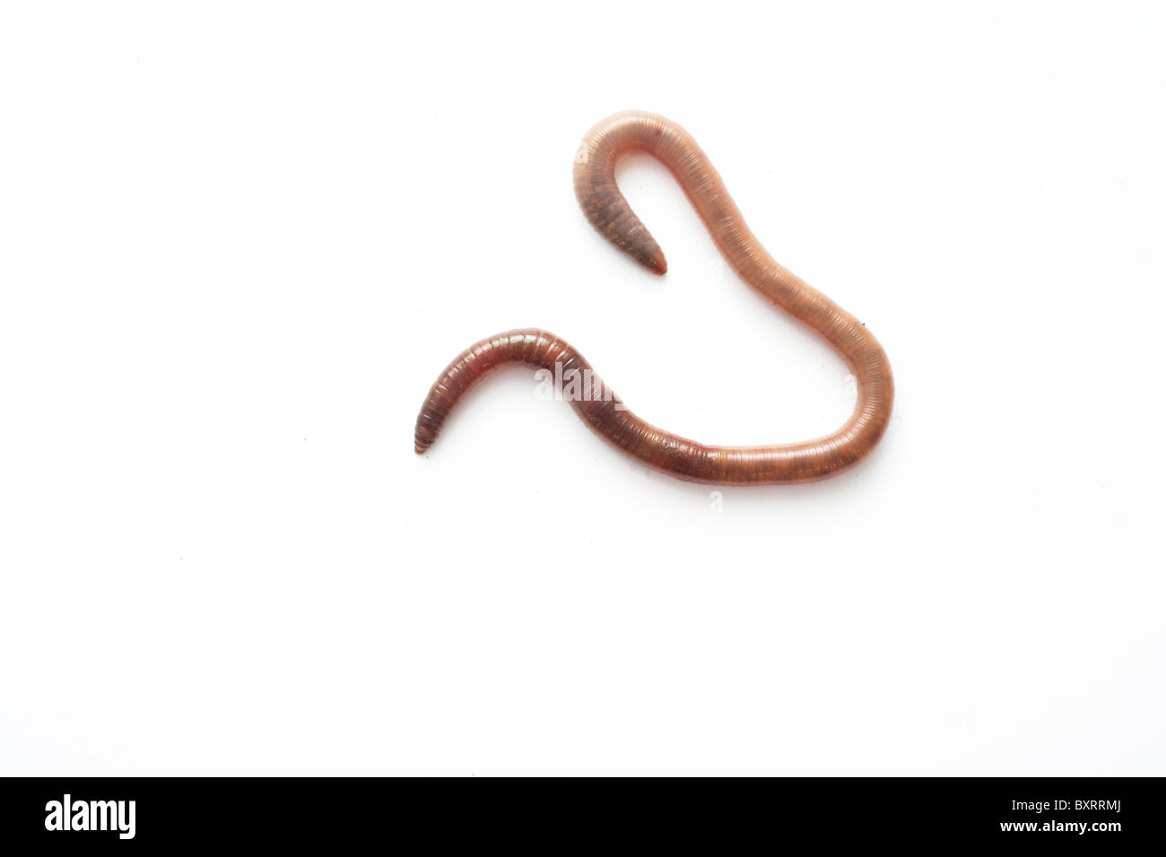 Close-up of single earthworm Stock Photo - Alamy