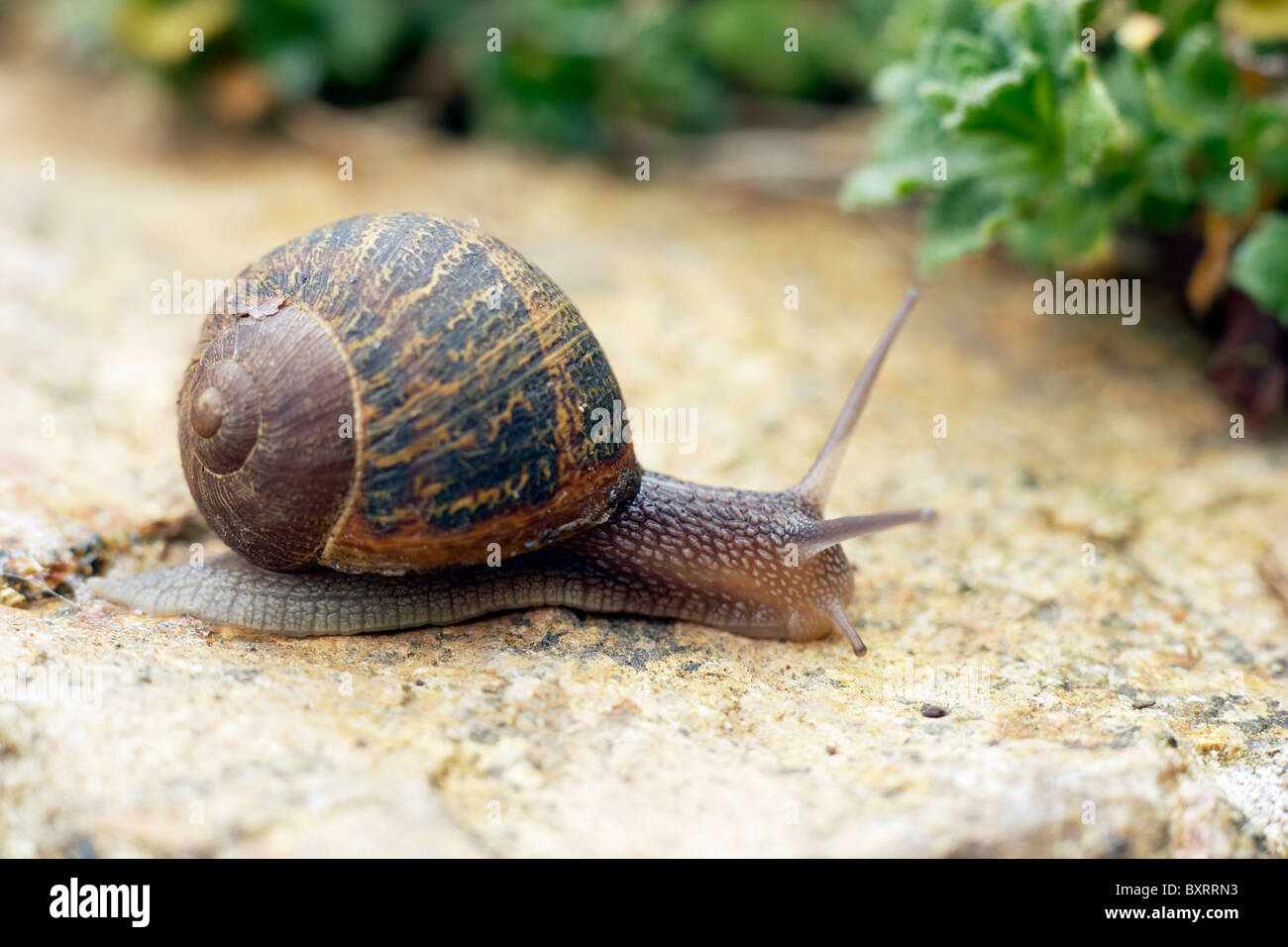 Snail side view hi-res stock photography and images - Alamy