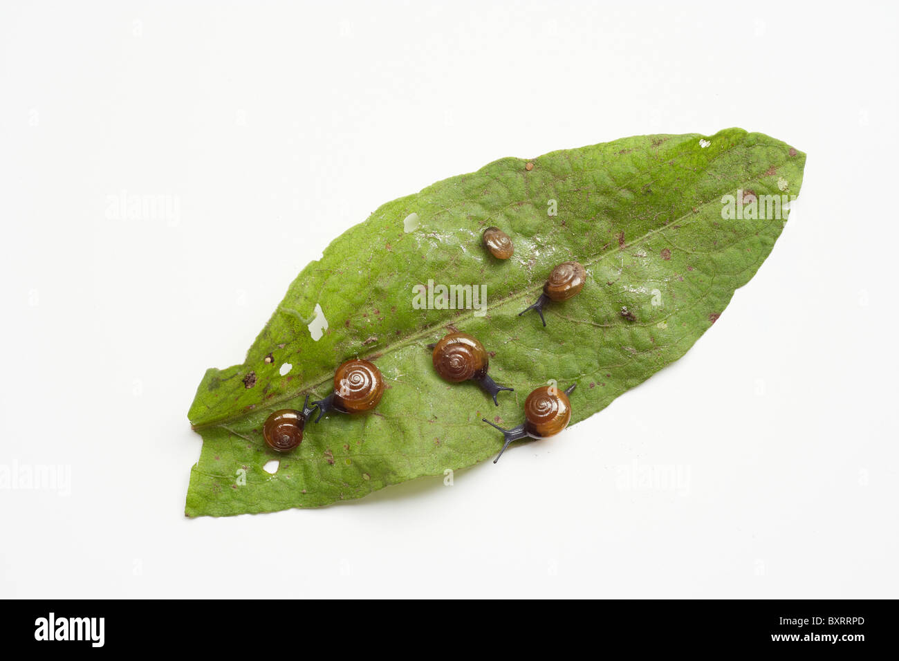 Snails close up Cut Out Stock Images & Pictures - Alamy