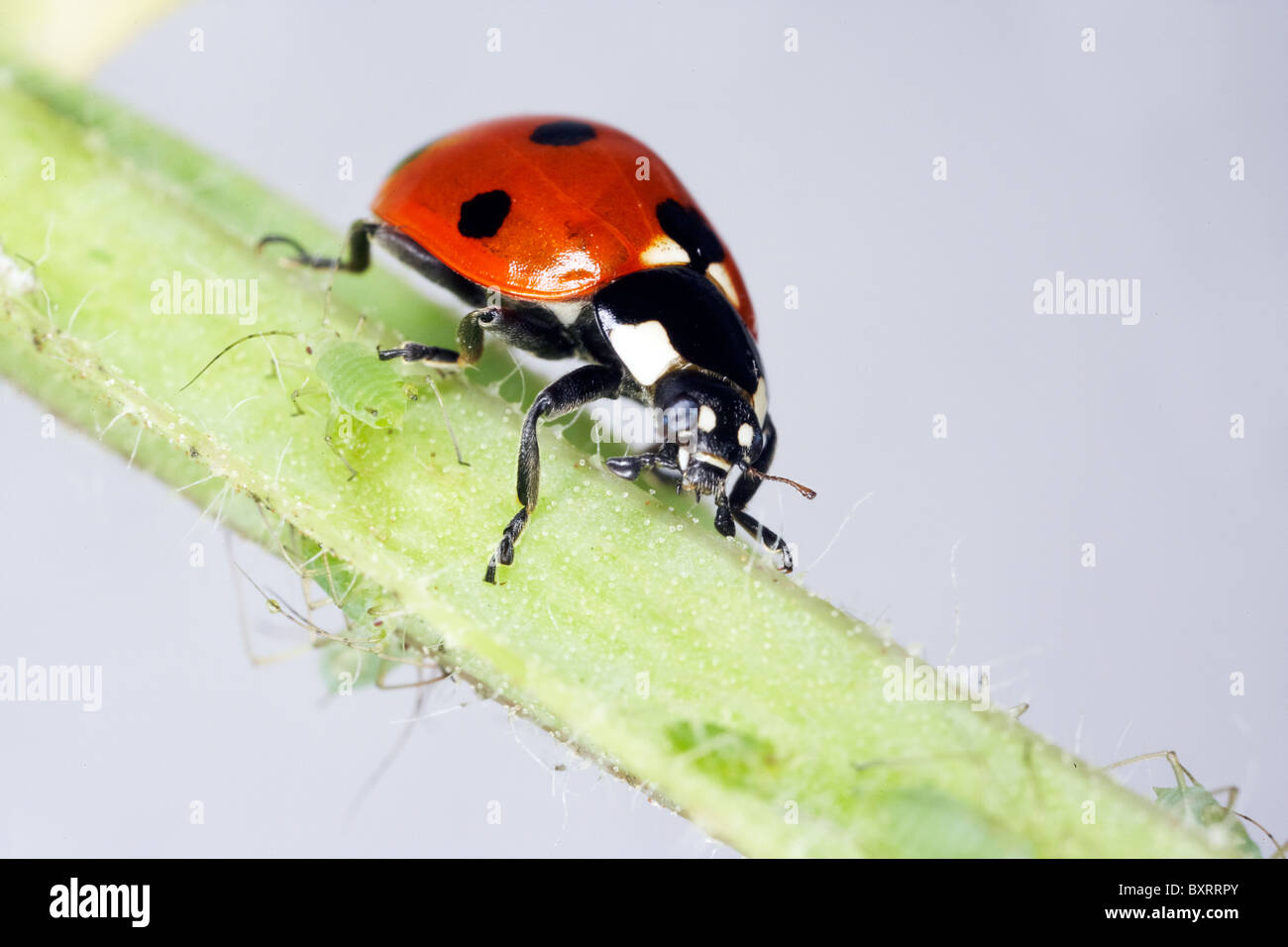 Ladybird hi-res stock photography and images - Alamy
