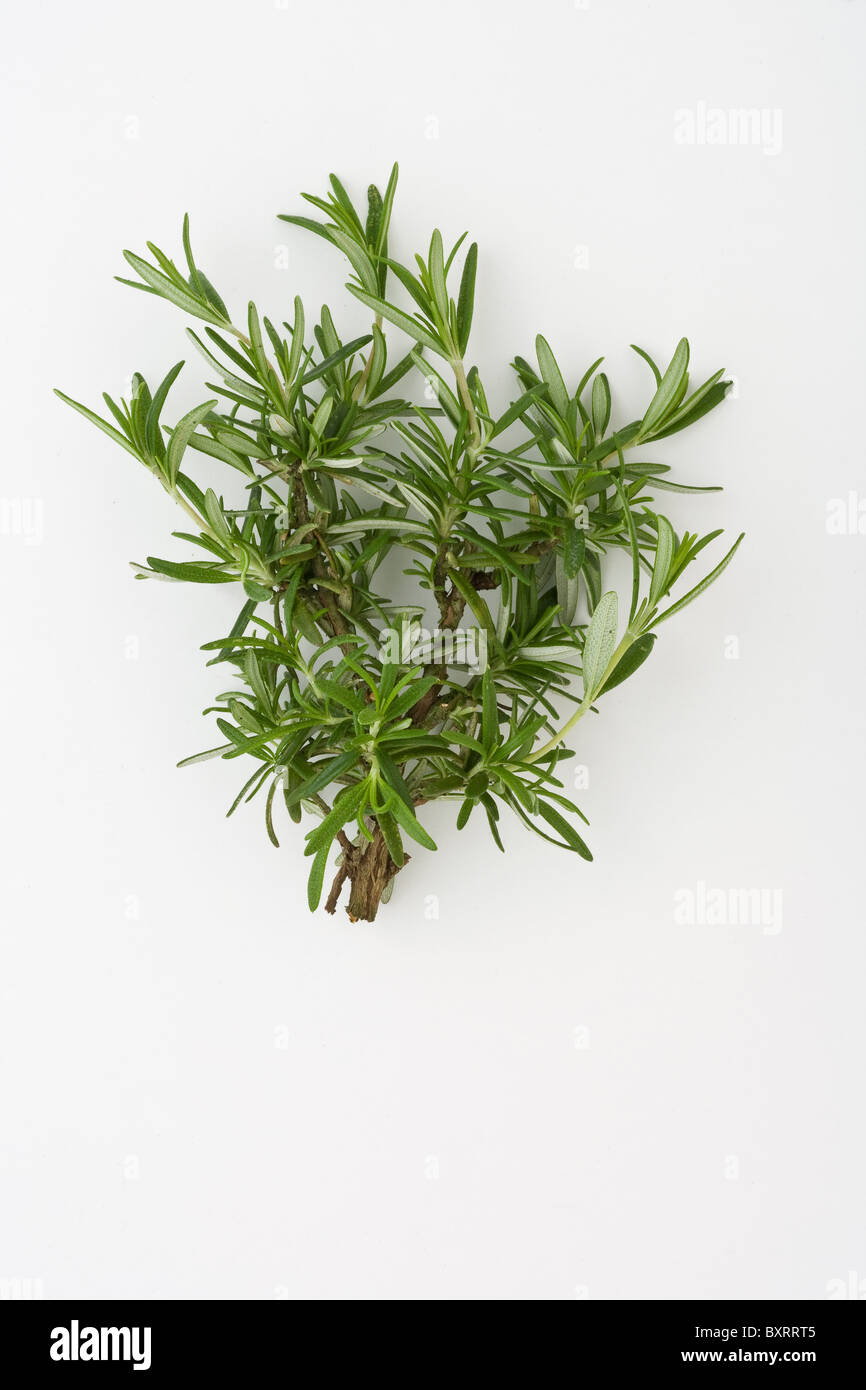 Rosemary stem hi-res stock photography and images - Alamy