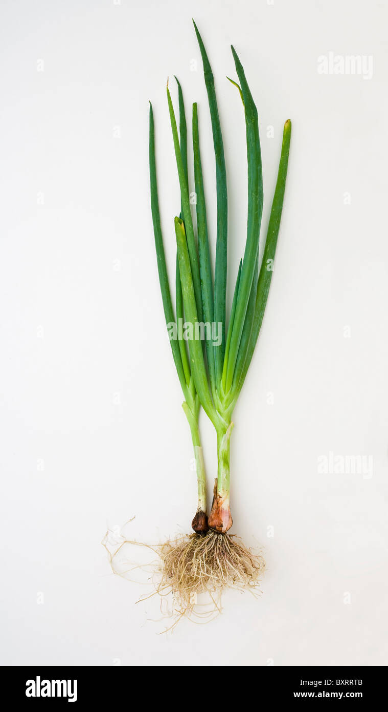 Close up spring onion roots hi-res stock photography and images - Alamy