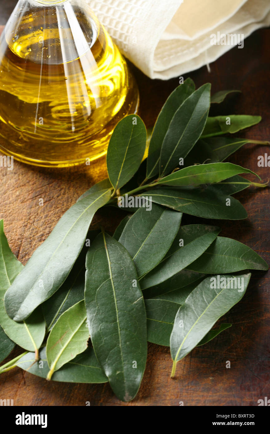Laurel, Italy, Europe Stock Photo - Alamy
