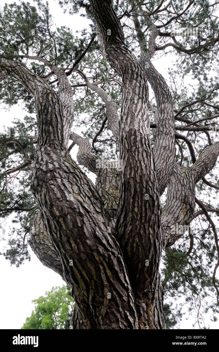 Tree with trunk and branches hi-res stock photography and images - Alamy