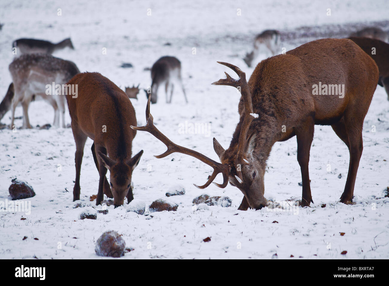 Stag hunting hi-res stock photography and images - Alamy