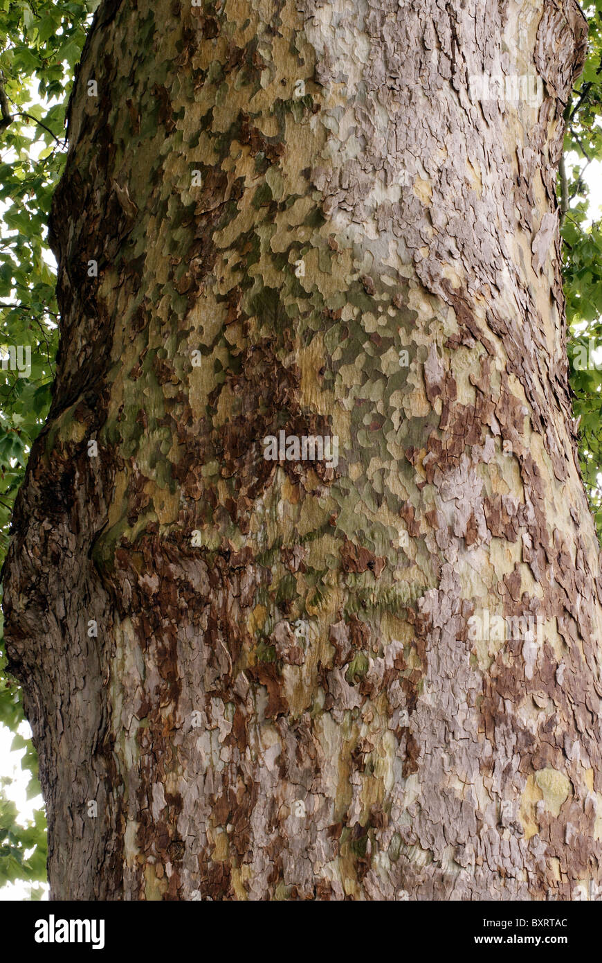 Flaky tree bark trunk hi-res stock photography and images - Alamy