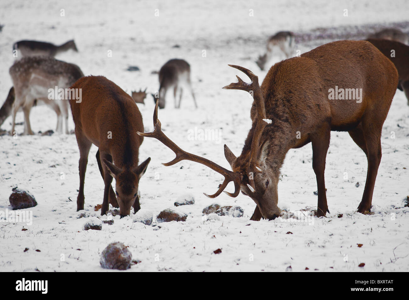Reindeer winter snow forest hi-res stock photography and images - Alamy