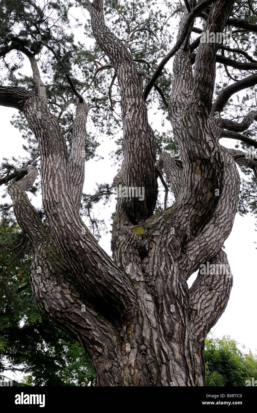 Tree growing at an angle hi-res stock photography and images - Alamy