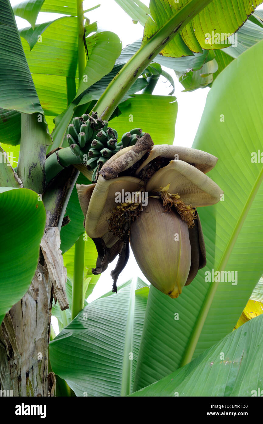 Banana tree fruit hi-res stock photography and images - Alamy