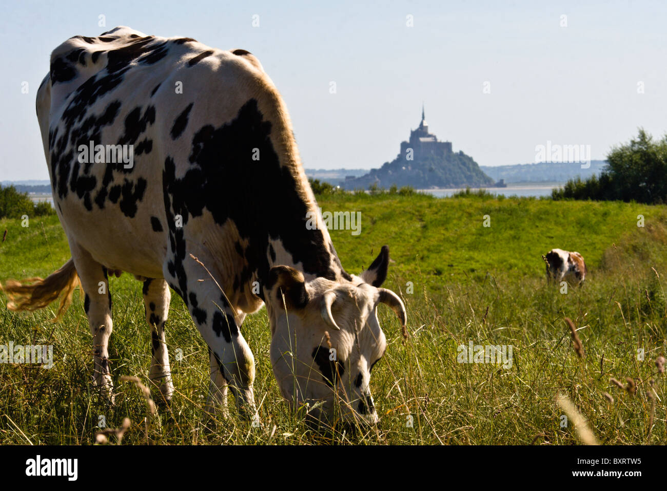 France, Normandy, Cow grazing in field with Mont St Michel in ...