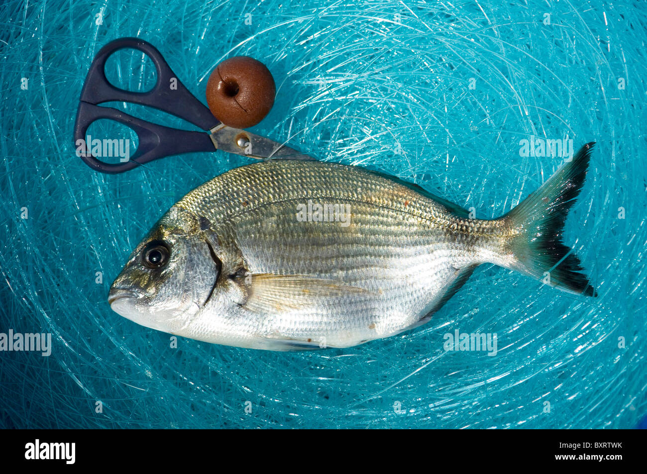 Sarago, Diplodus argenteus argenteus , fresh fish, fish catch, Sardinia ...