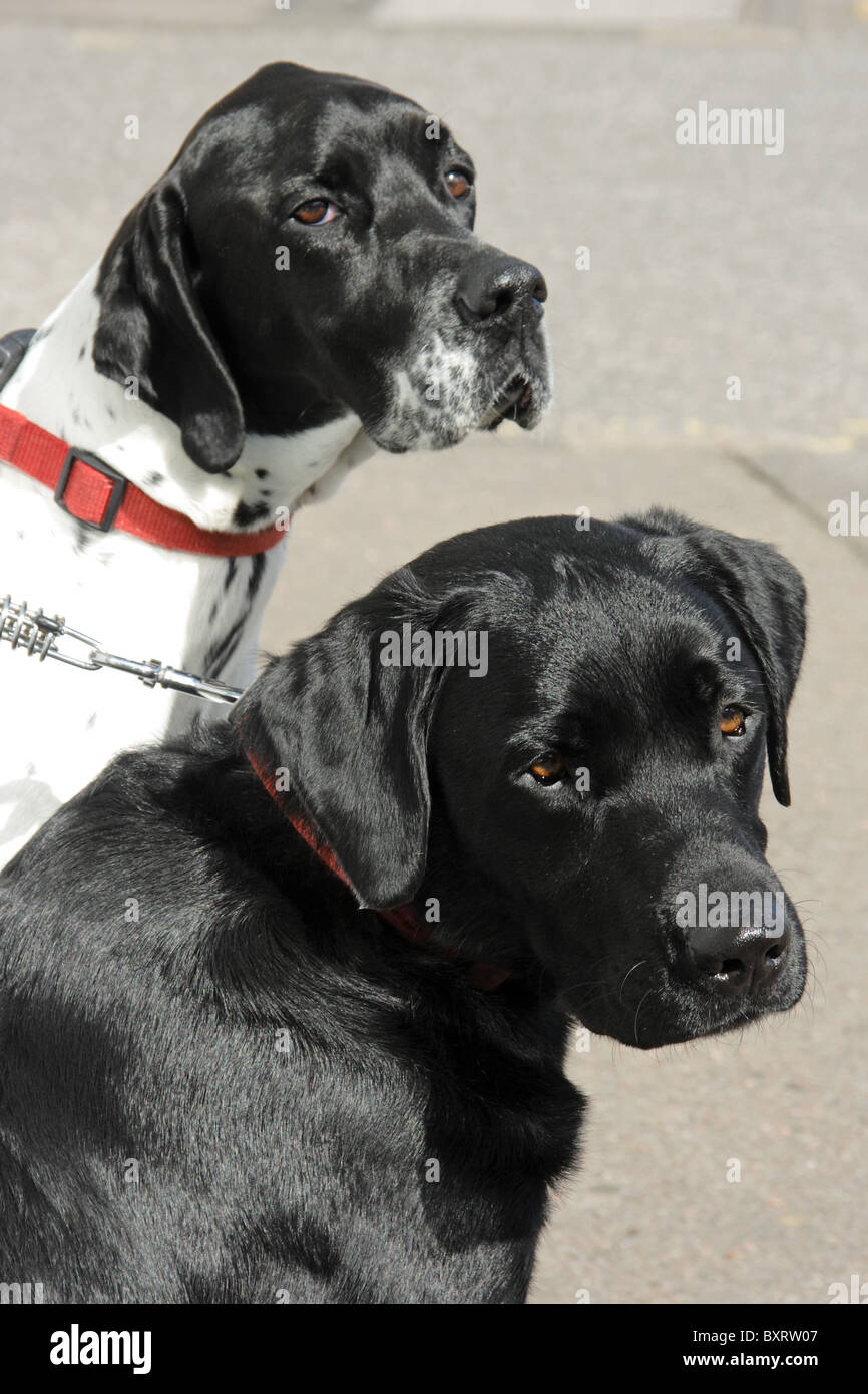 A pair of pals Stock Photo - Alamy