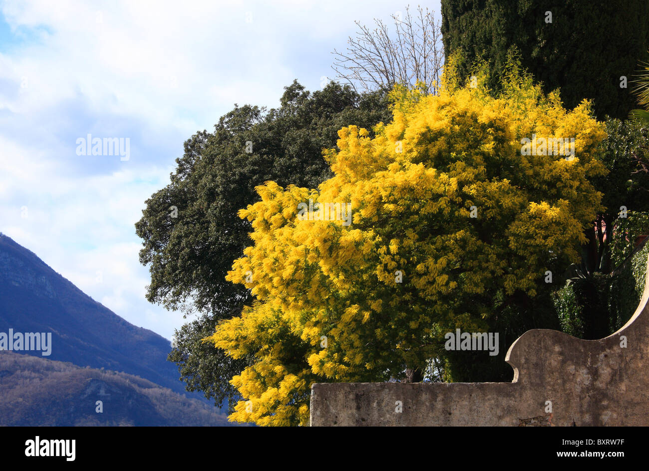 Silver Acacia Stock Photos & Silver Acacia Stock Images - Alamy