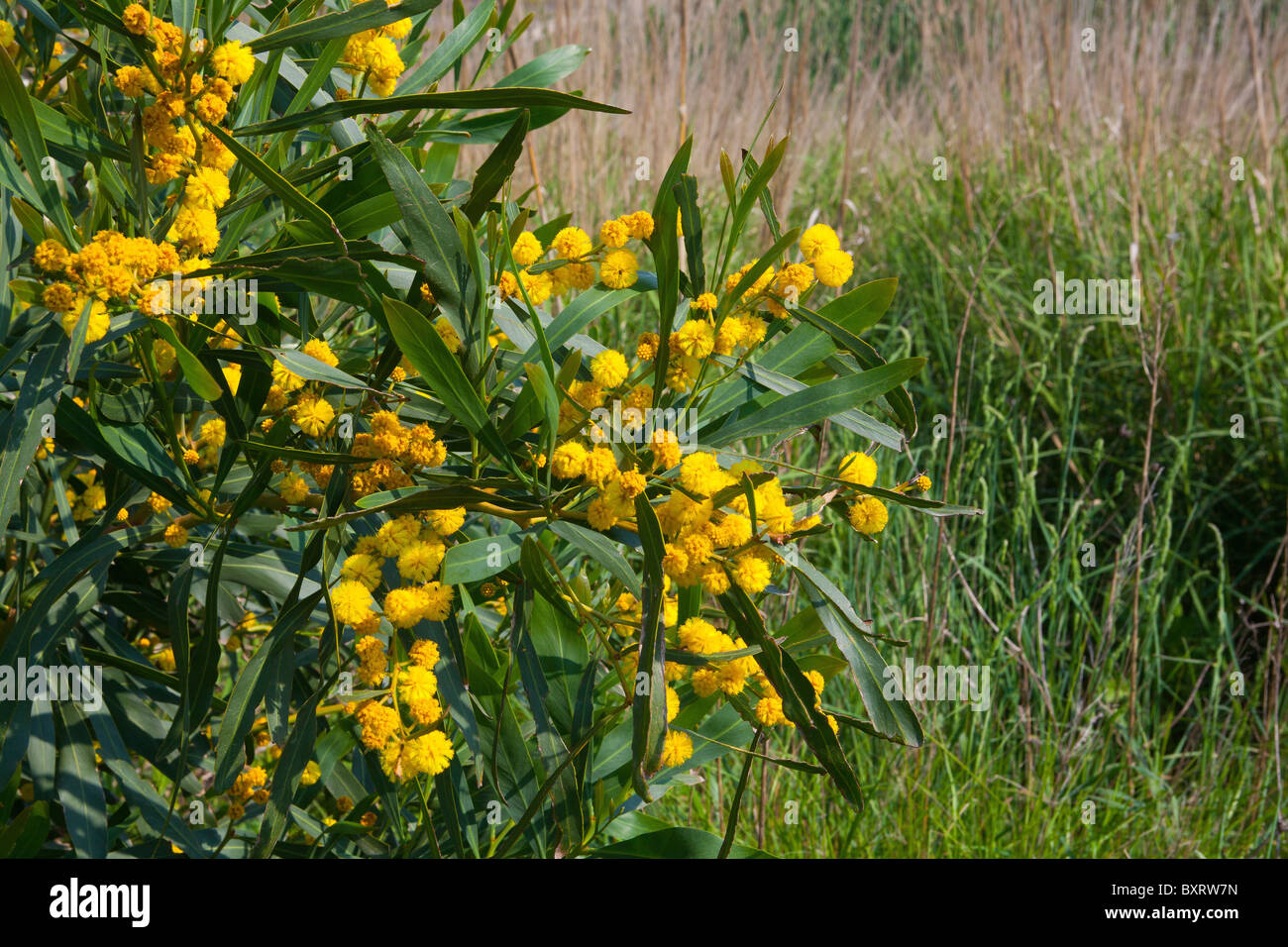 Silver wattle, Acacia retinoides Stock Photo - Alamy
