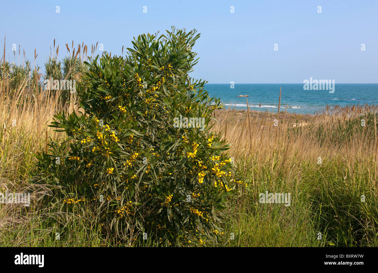 Acacia retinoides hi-res stock photography and images - Alamy