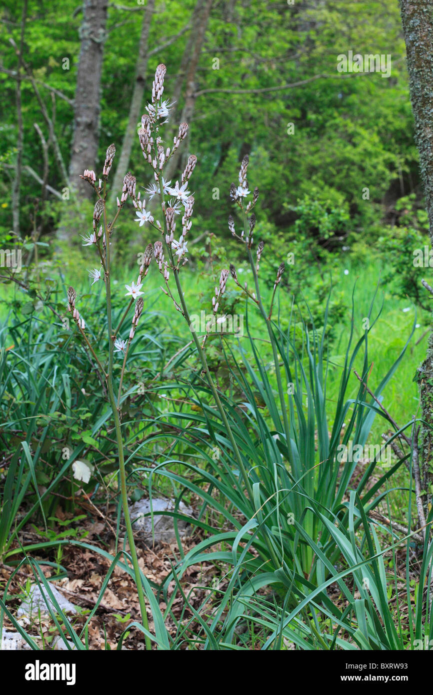 Asphodel plant hi-res stock photography and images - Alamy