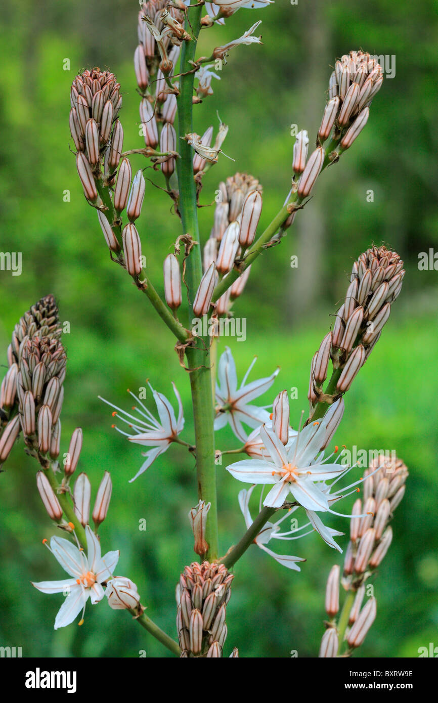 Summer or common asphodel flower hi-res stock photography and images ...