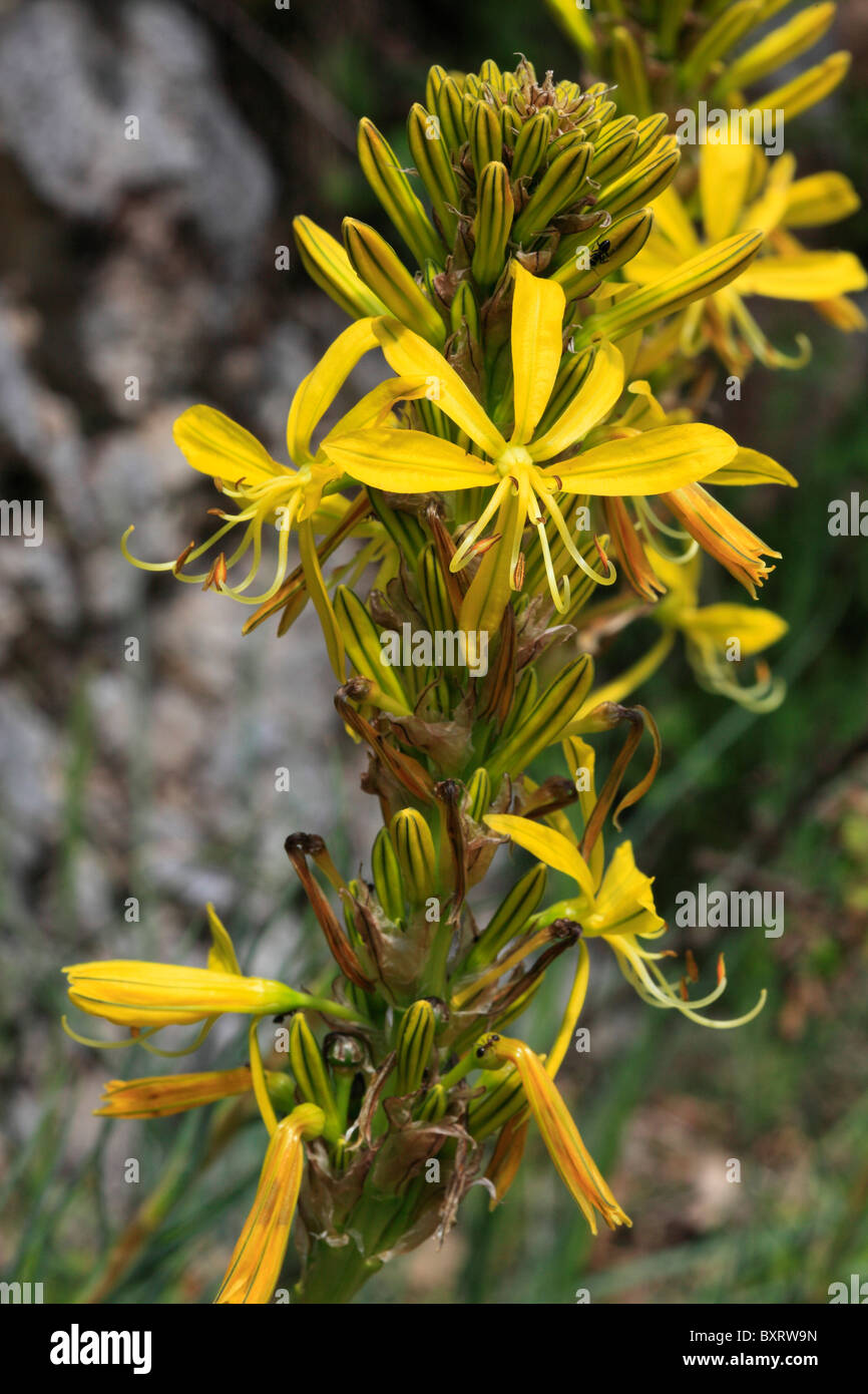 Lutea hi-res stock photography and images - Alamy
