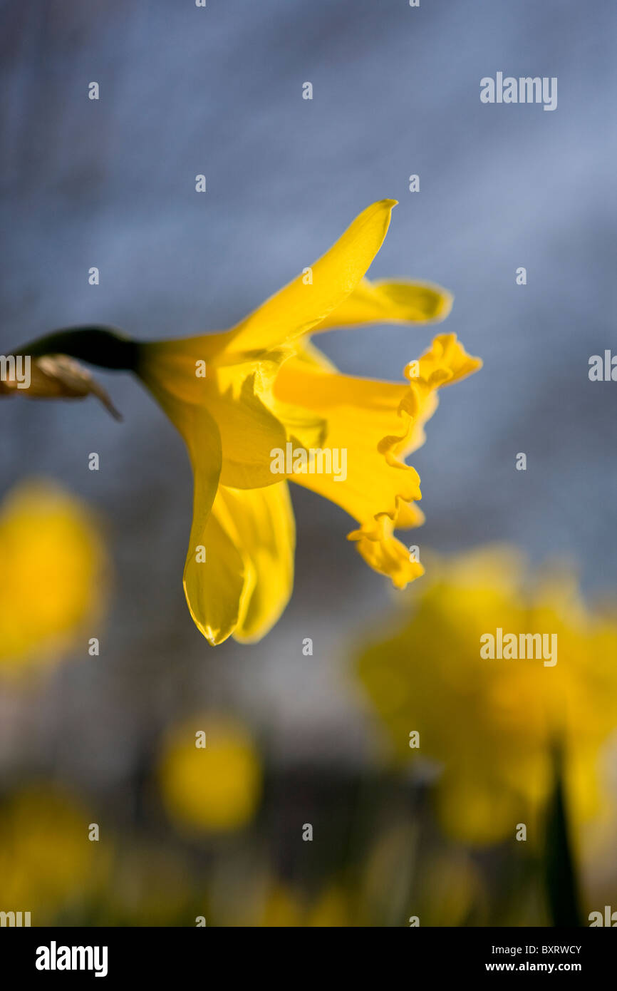 Side view daffodil flower narcissus hi-res stock photography and images ...