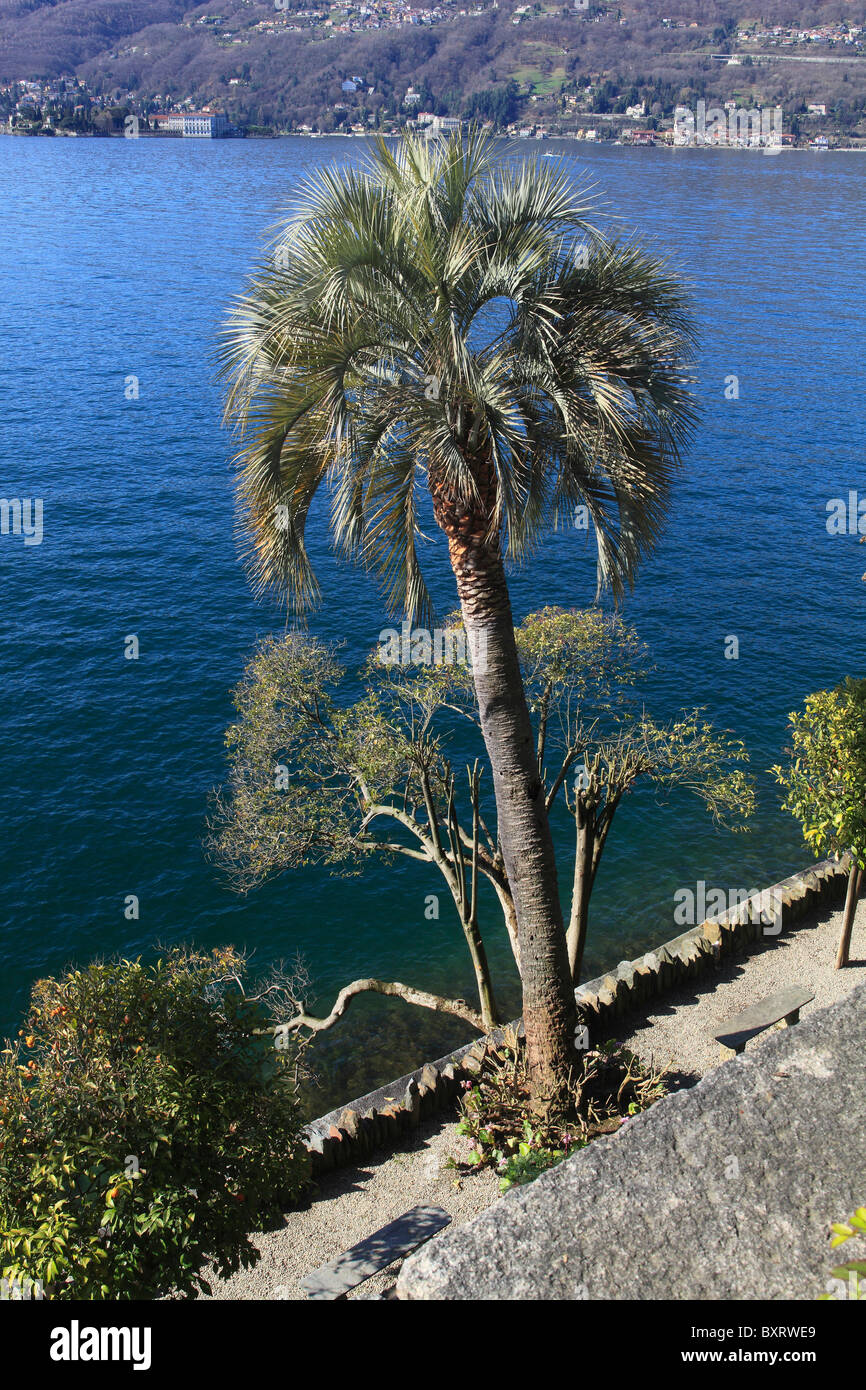 Palm tree in the garden, Isola Madre, Borromean Islands, Lago Maggiore ...
