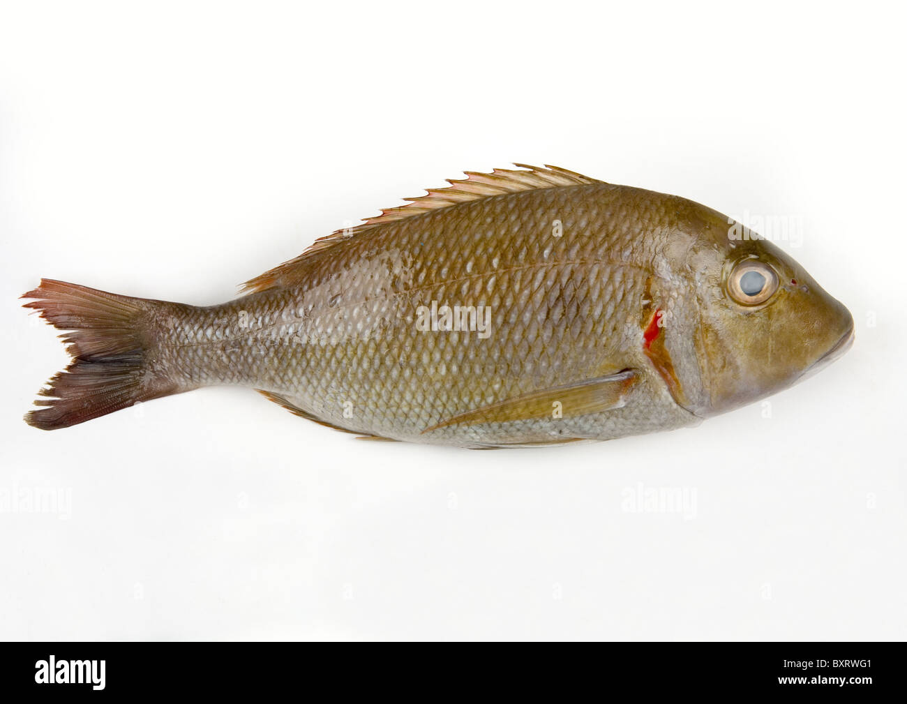 Sea Bream on white background, close-up Stock Photo - Alamy