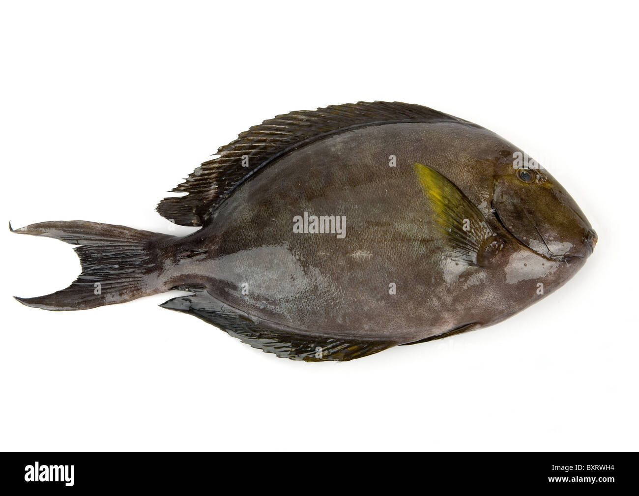Surgeon fish on white background, close-up Stock Photo - Alamy