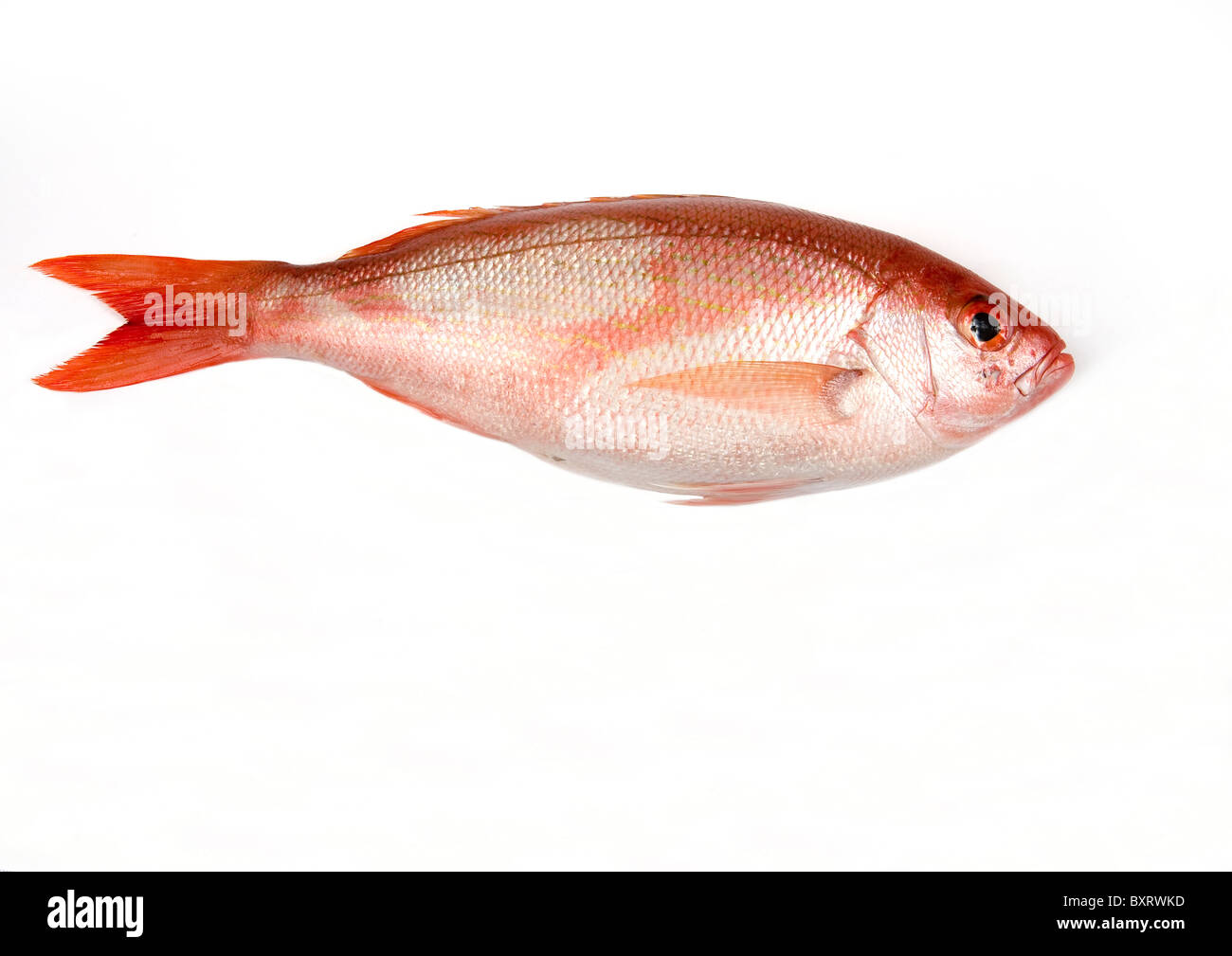 Red Snapper 921