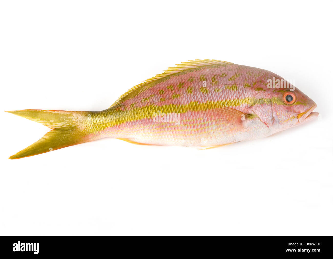 Fresh fish red snapper Cut Out Stock Images & Pictures - Alamy
