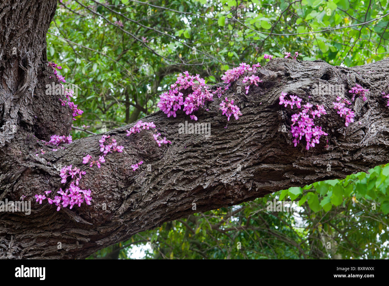 Judas Tree, Cercis siliquastrum Stock Photo - Alamy