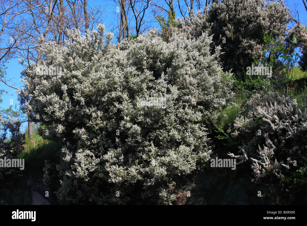 Tree heath, Erica arborea Stock Photo - Alamy