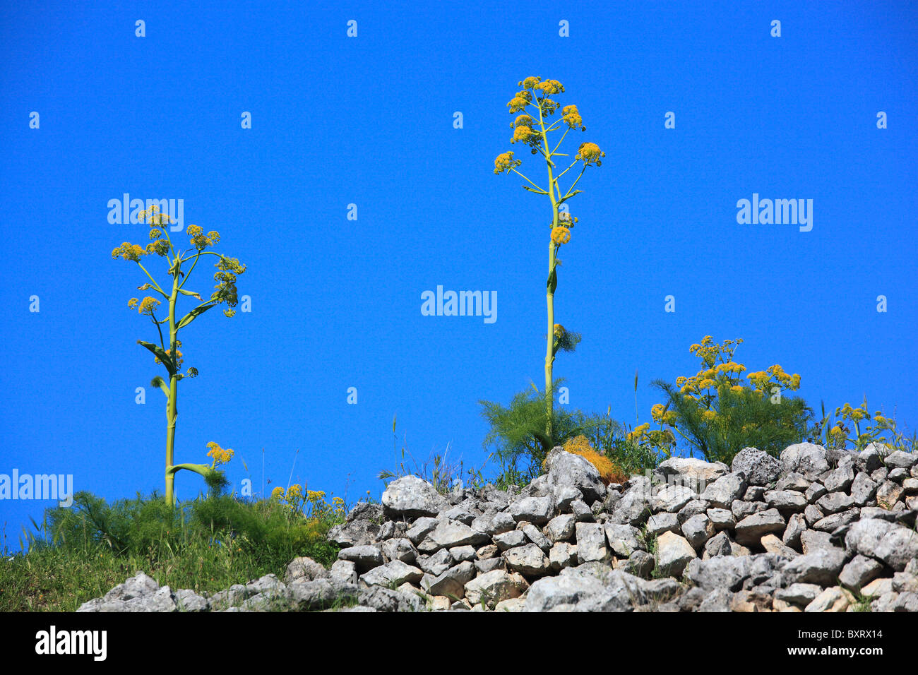 Giant fennel, Ferula communis Stock Photo - Alamy