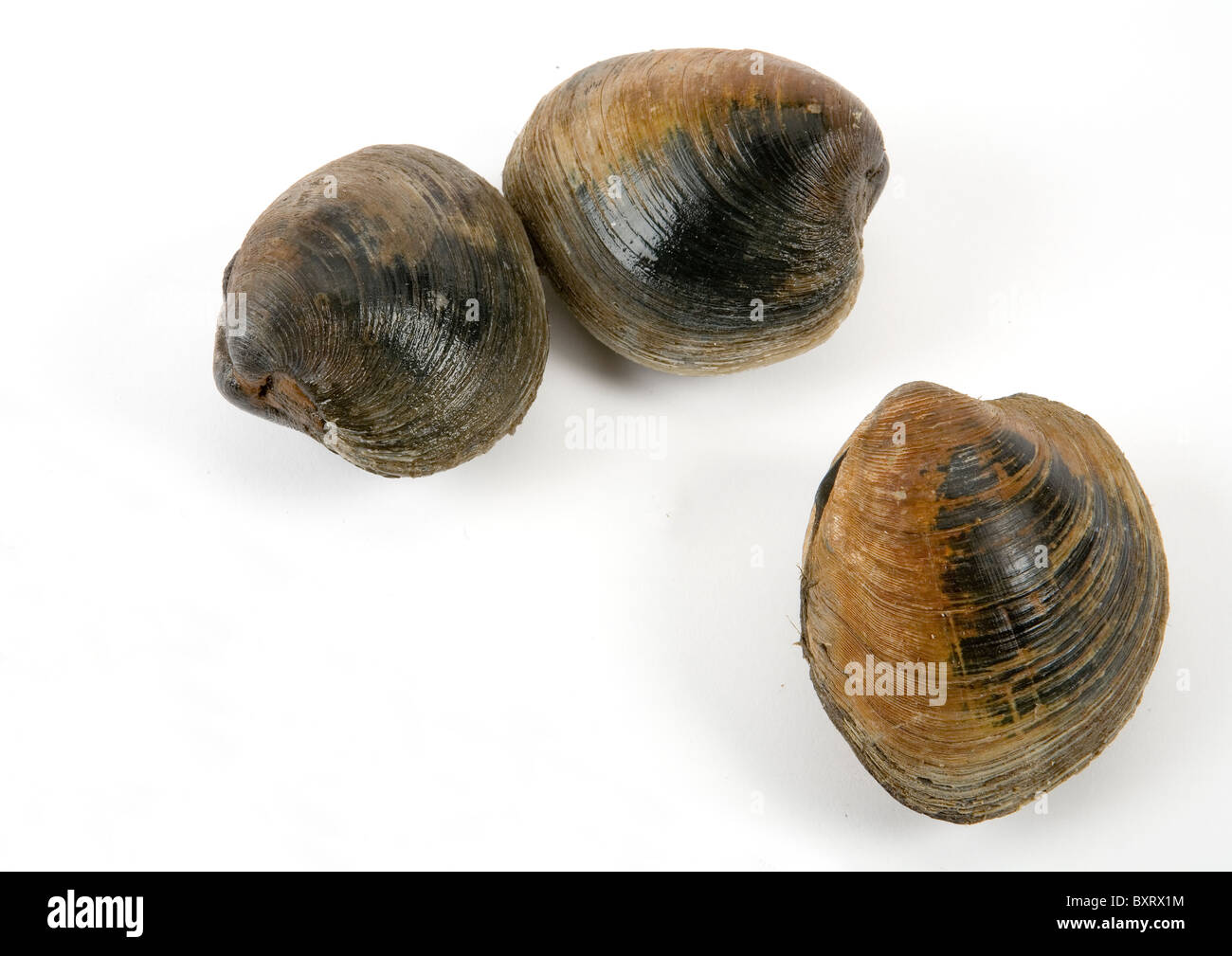 American hardshell clams hi-res stock photography and images - Alamy
