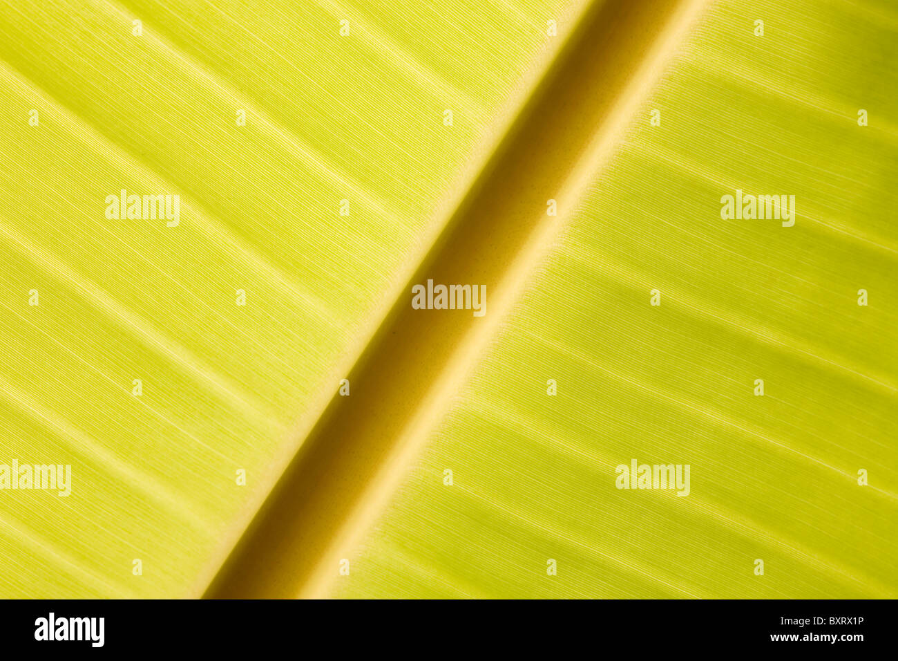 Detail of Banana Leaf Stock Photo - Alamy