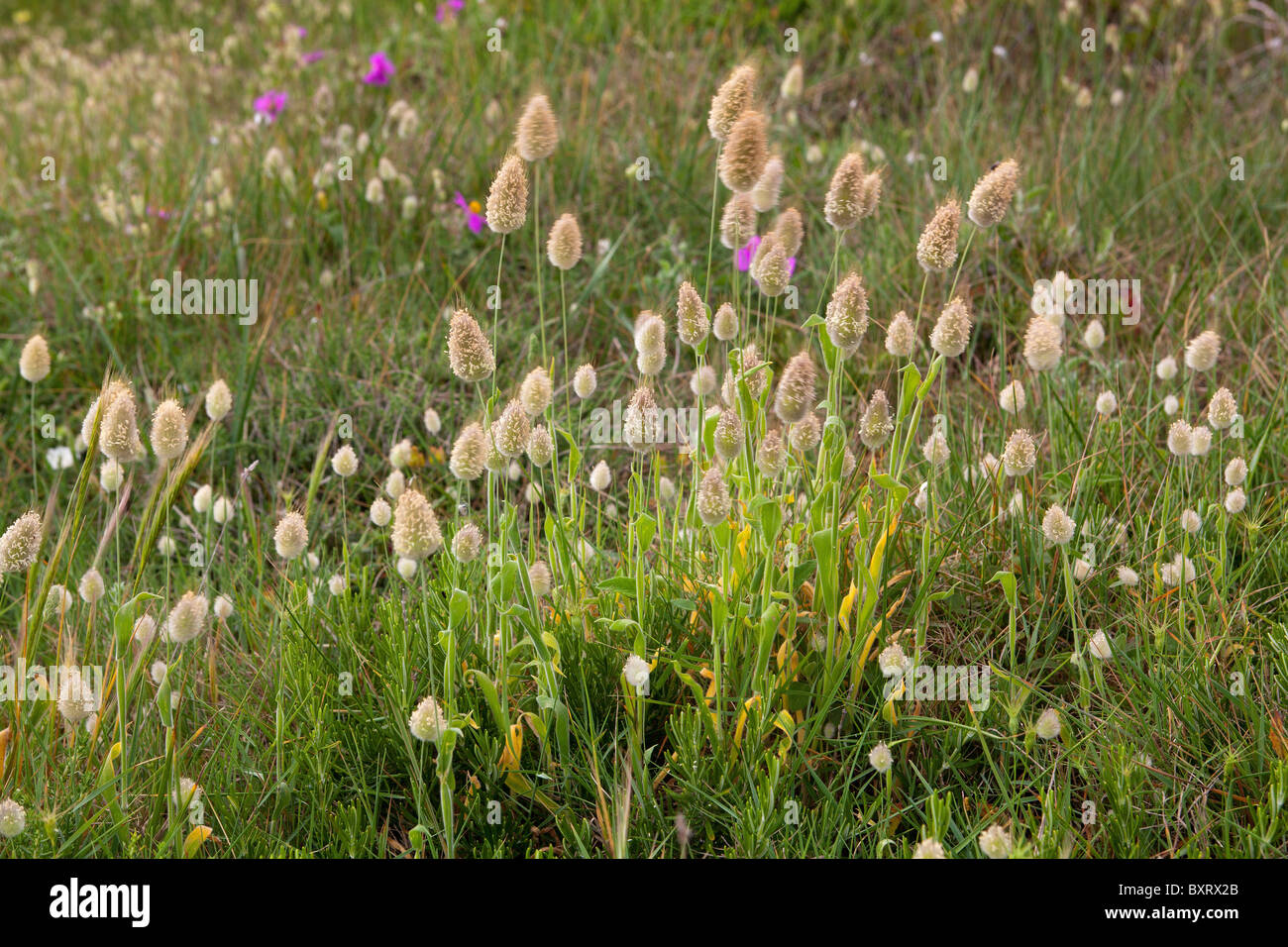 Lagurus ovatus, harestail grass Stock Photo - Alamy