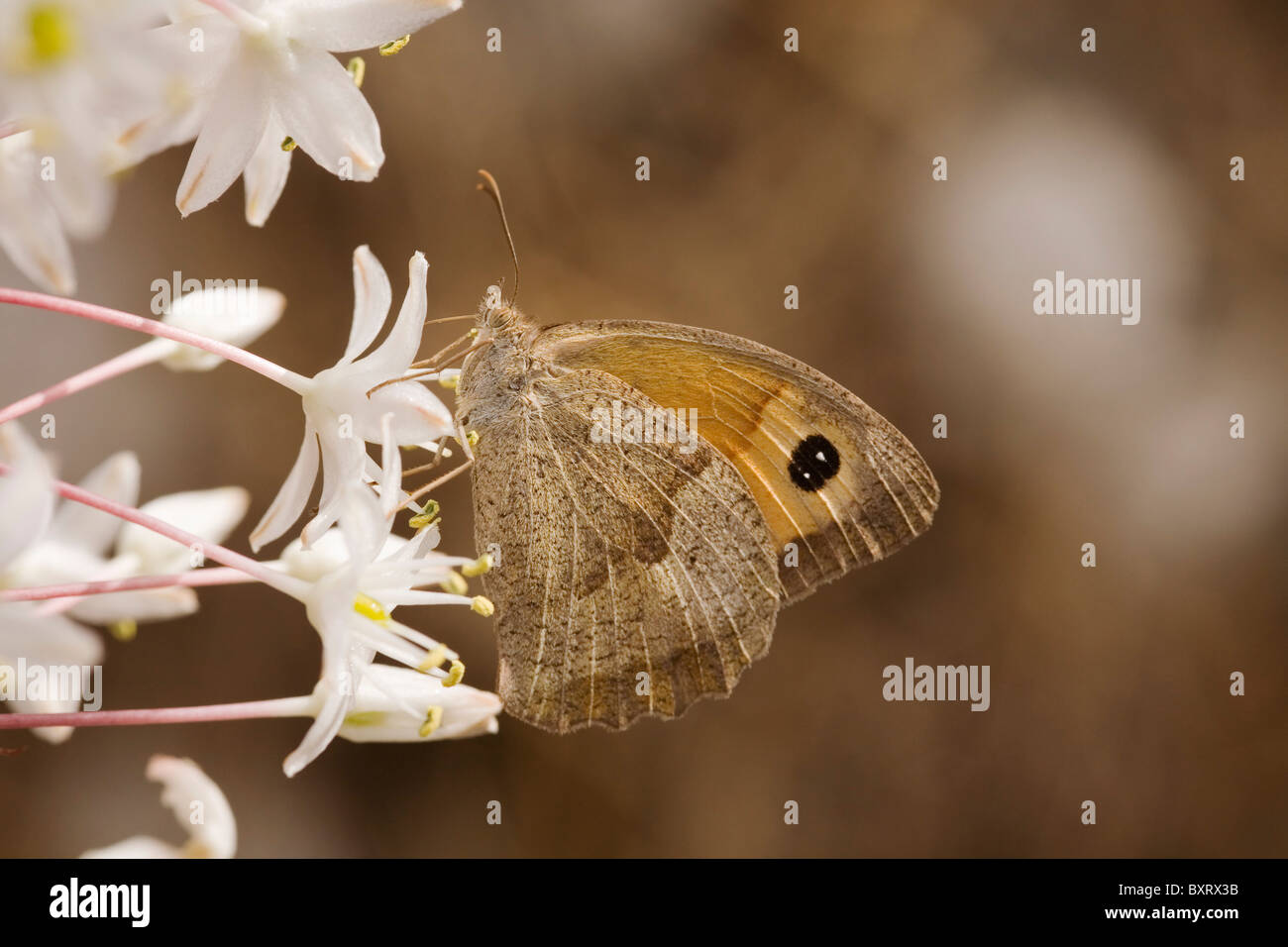 Greece butterfly hi-res stock photography and images - Alamy