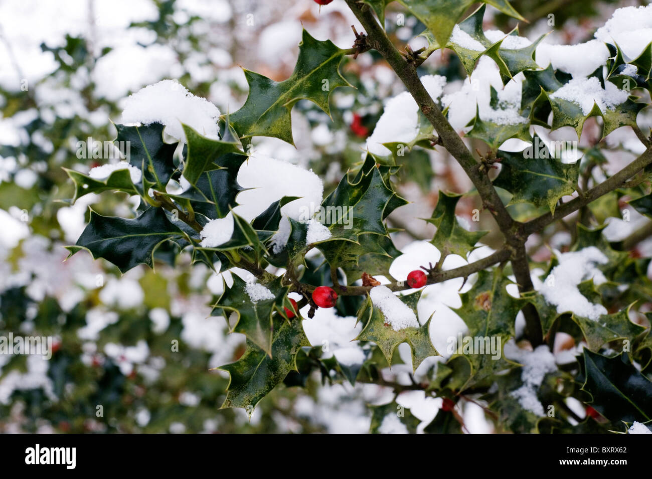 Holly bush growing wild hi-res stock photography and images - Alamy