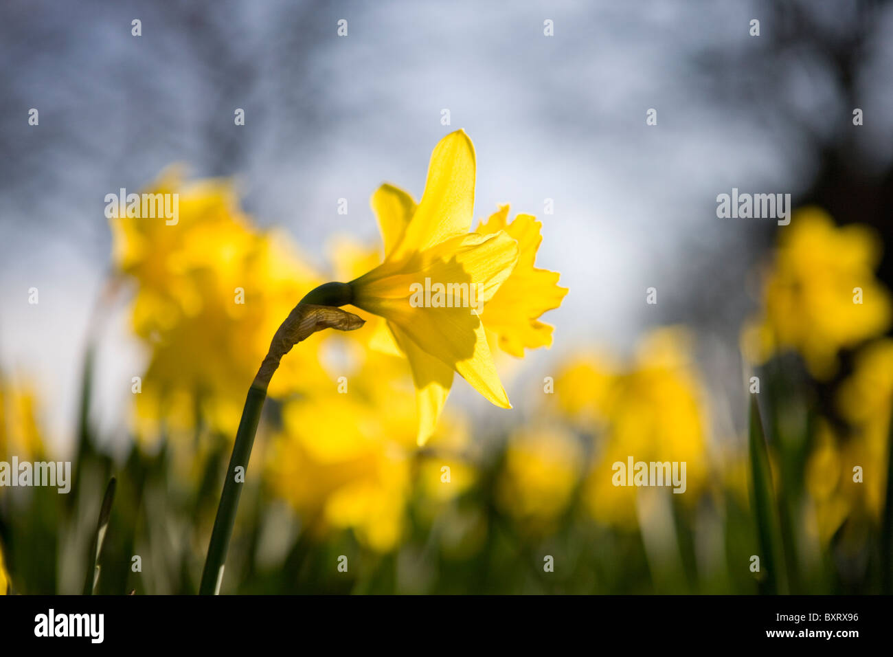 A yellow daffodil, side view Stock Photo - Alamy