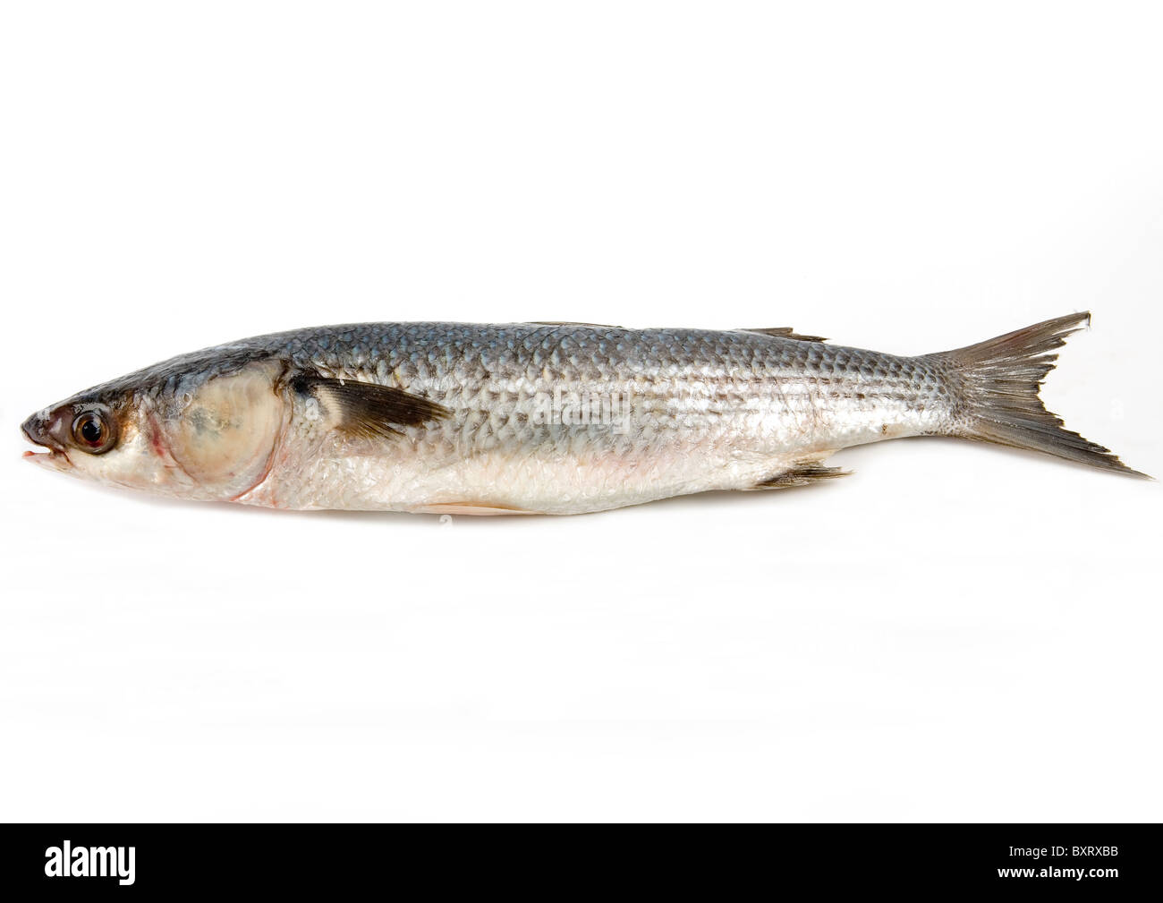 Mullet on white background Stock Photo - Alamy