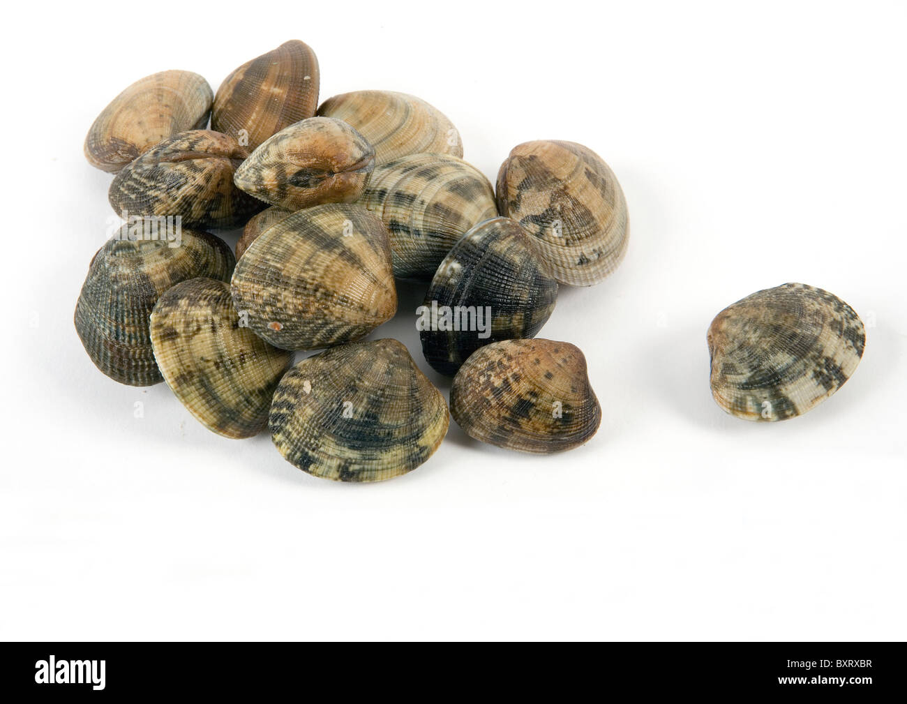 Clams on white background Stock Photo - Alamy
