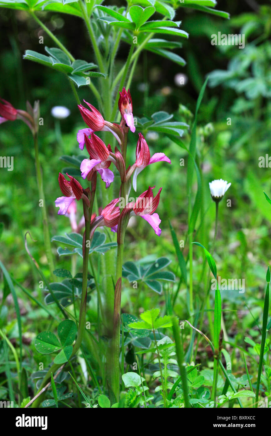 Orchis papilionacea, Butterfly orchid Stock Photo - Alamy