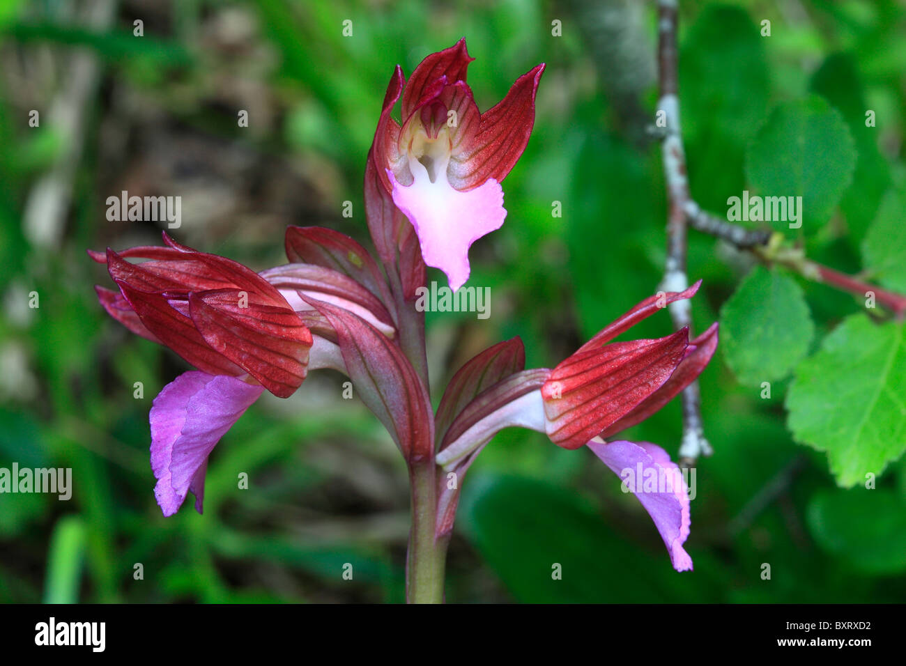 Orchis papilionacea, Butterfly orchid Stock Photo - Alamy