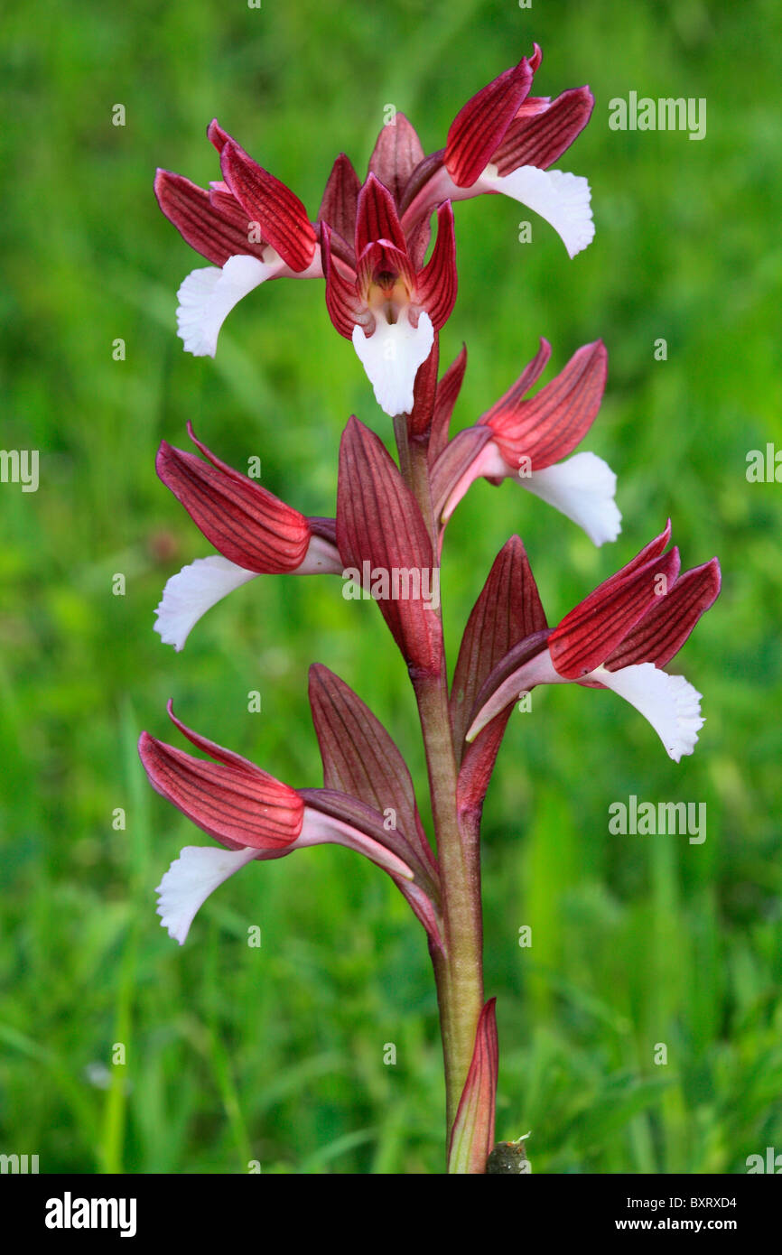 Orchis papilionacea, Butterfly orchid Stock Photo - Alamy