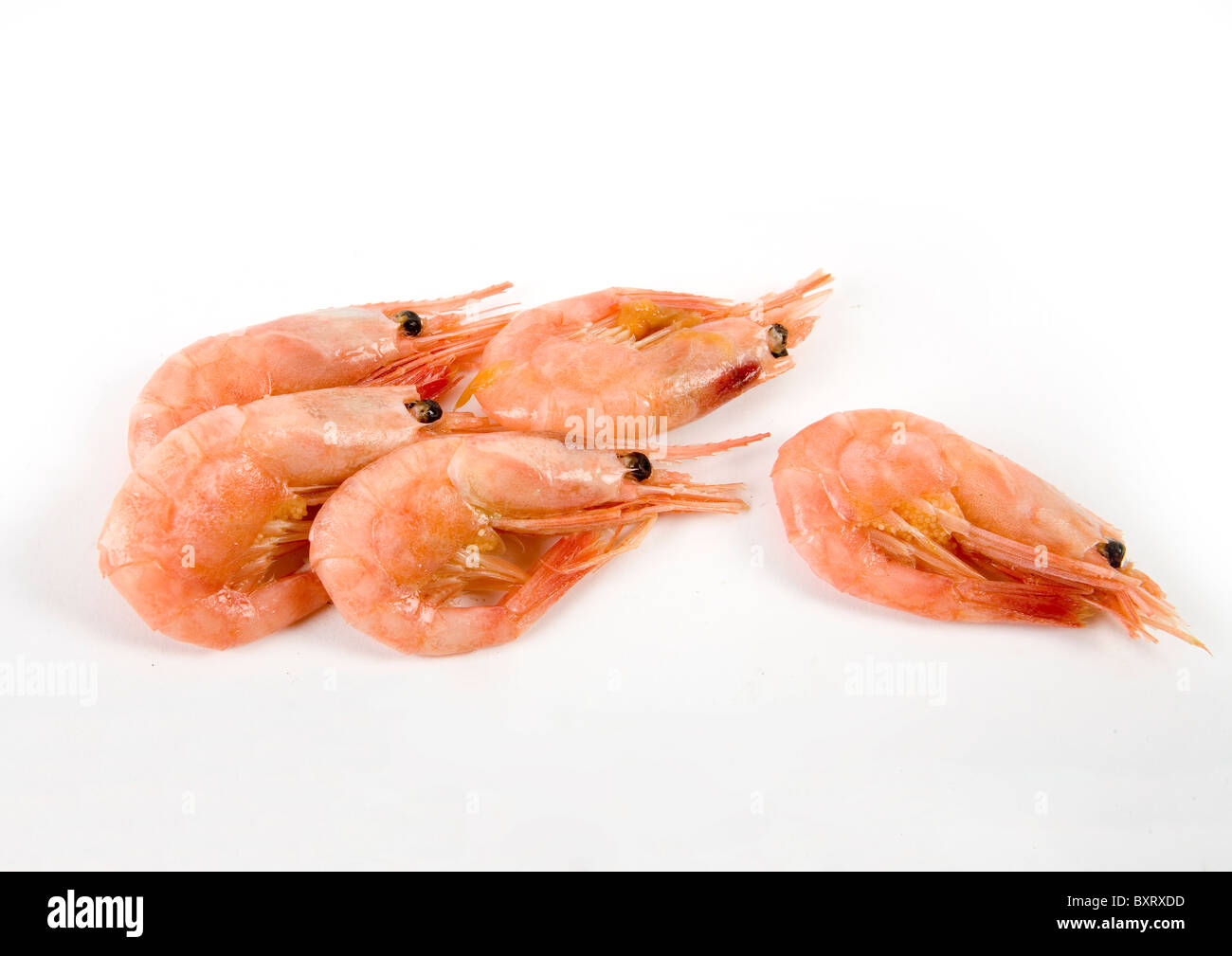 Prawns on white background Stock Photo - Alamy